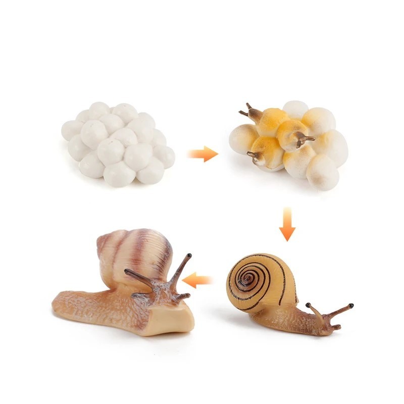 Figuras del ciclo del caracol