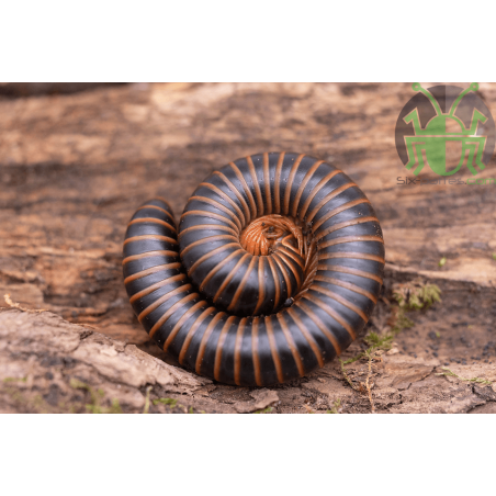 Narceus americanus